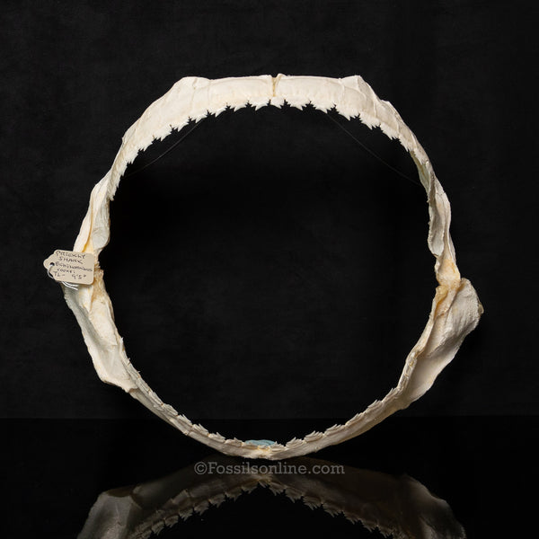 Prickly shark – Shark Jaws Online