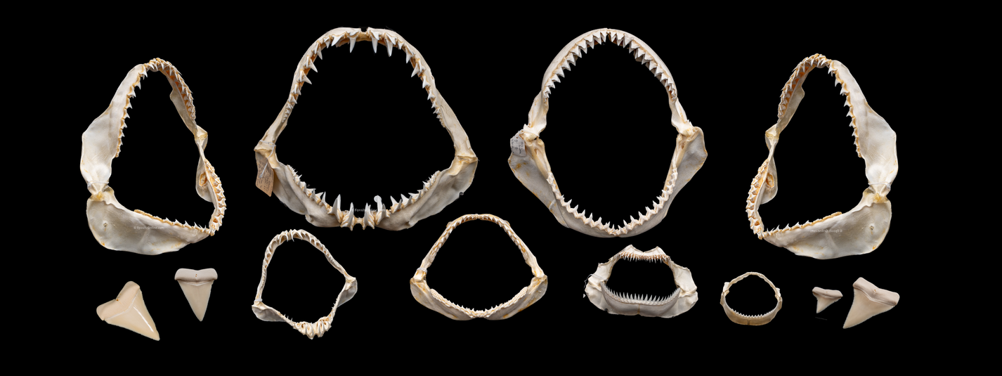 Shark Jaws Online