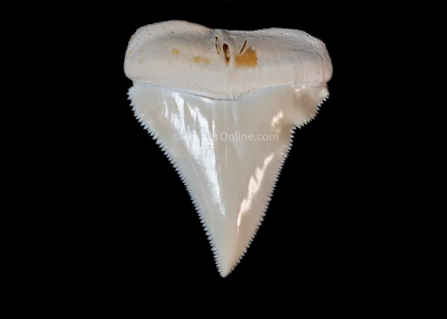 Shark Jaws Online